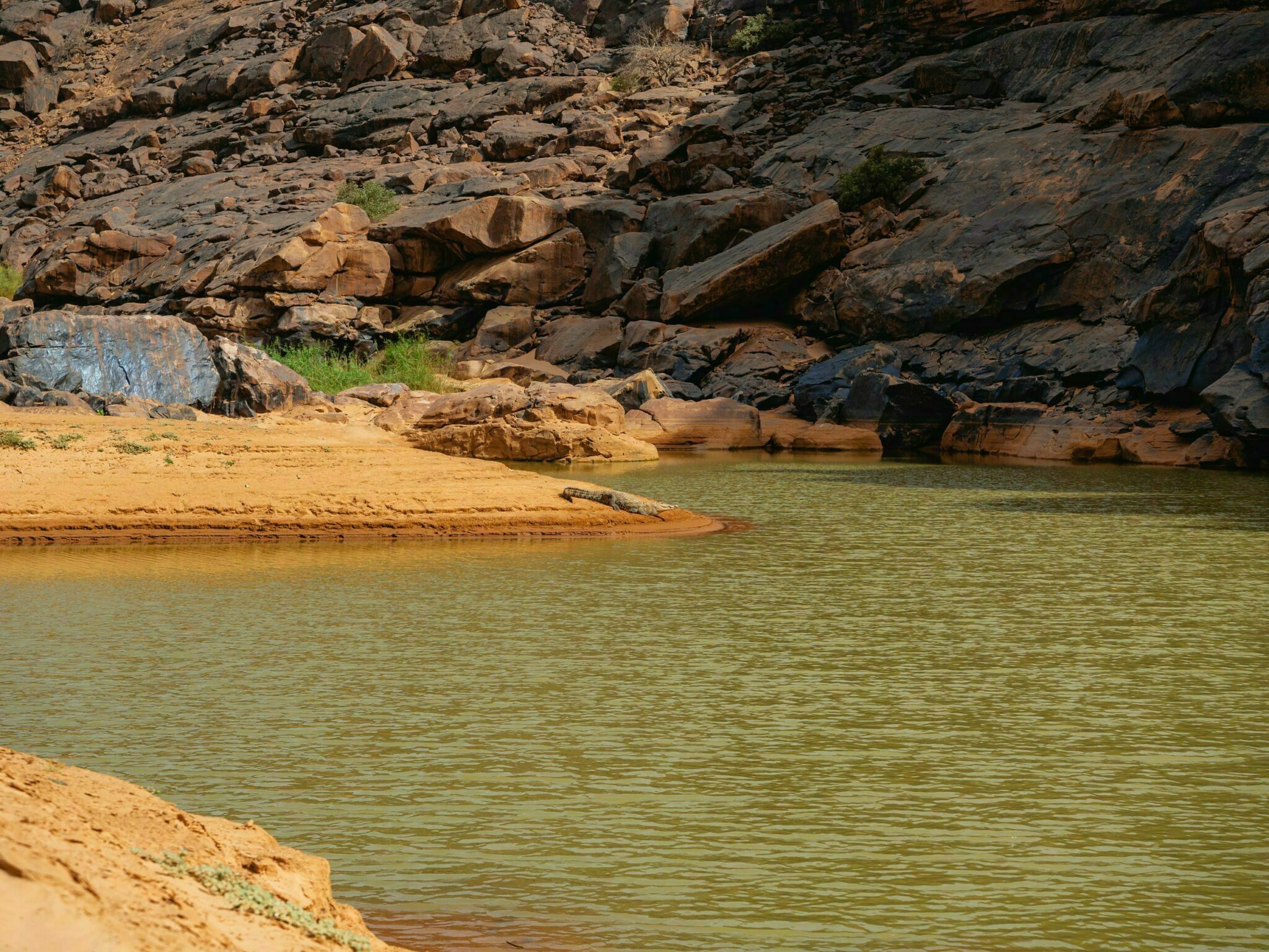 The Last Crocodiles in The Sahara Desert
