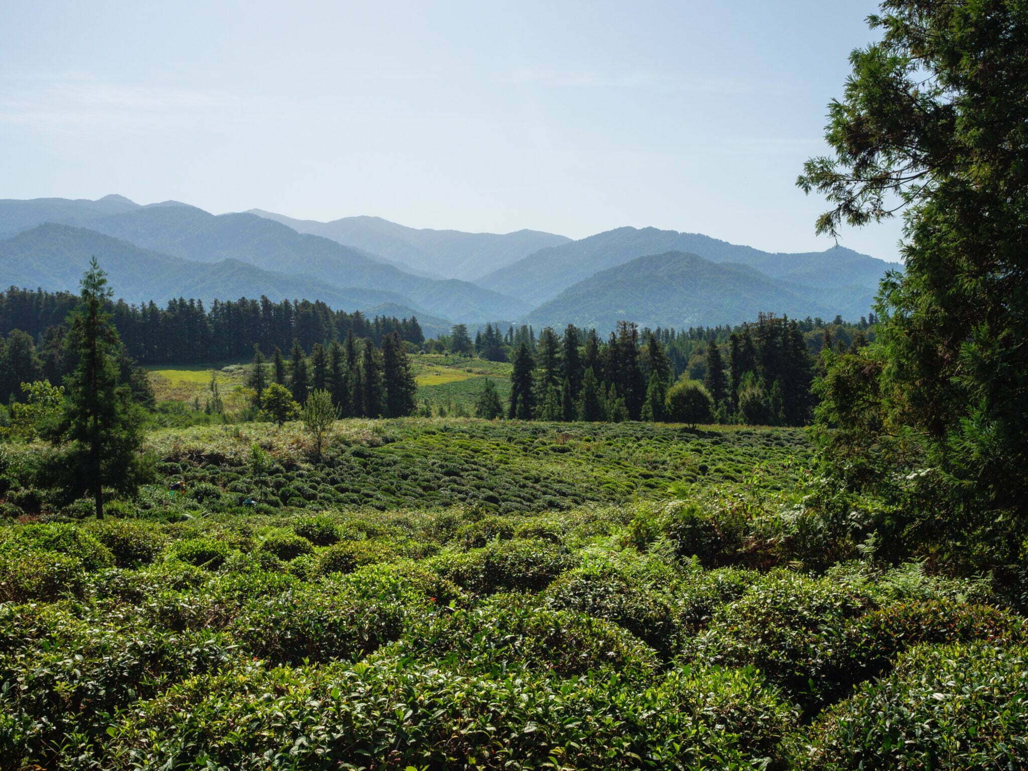 The Complex History of Georgian Tea and Its Future Potential