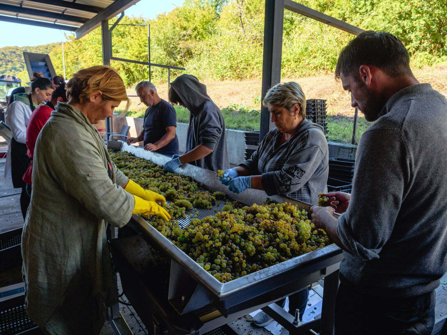 The Traditional Art of Georgian Winemaking